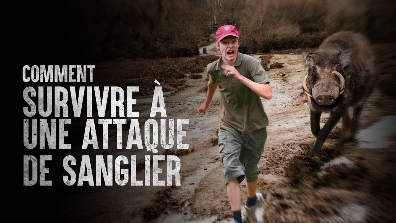 Comment survivre à une attaque de sanglier