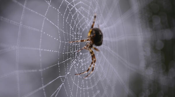 What NASA learned about toxicity by giving spiders drugs and studying ...