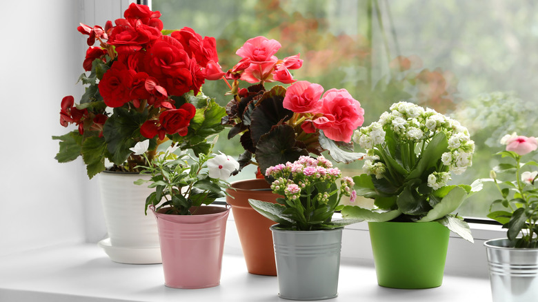 Can You Grow Outdoor Perennials Inside? (And Should You?)
