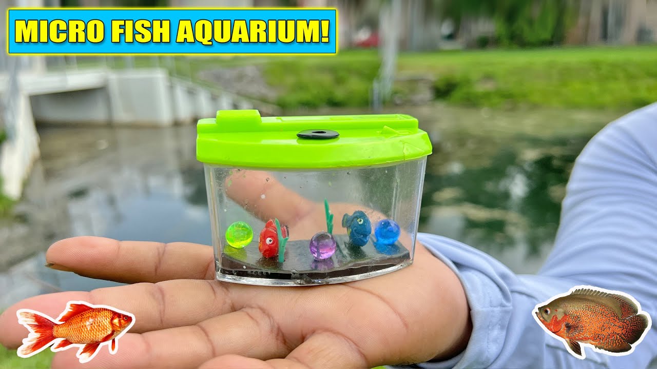 We built a micro aquarium and caught wild fish for it!