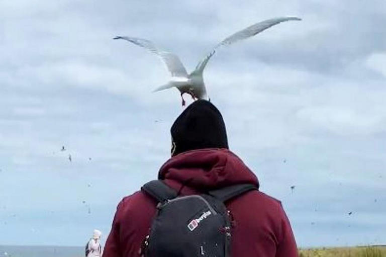 Birds attack man's head 20 times as couple's holiday does not go to plan