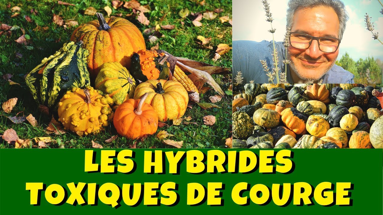 Coloquintes Et Courges Décoratives: Les Hybrides Toxiques!