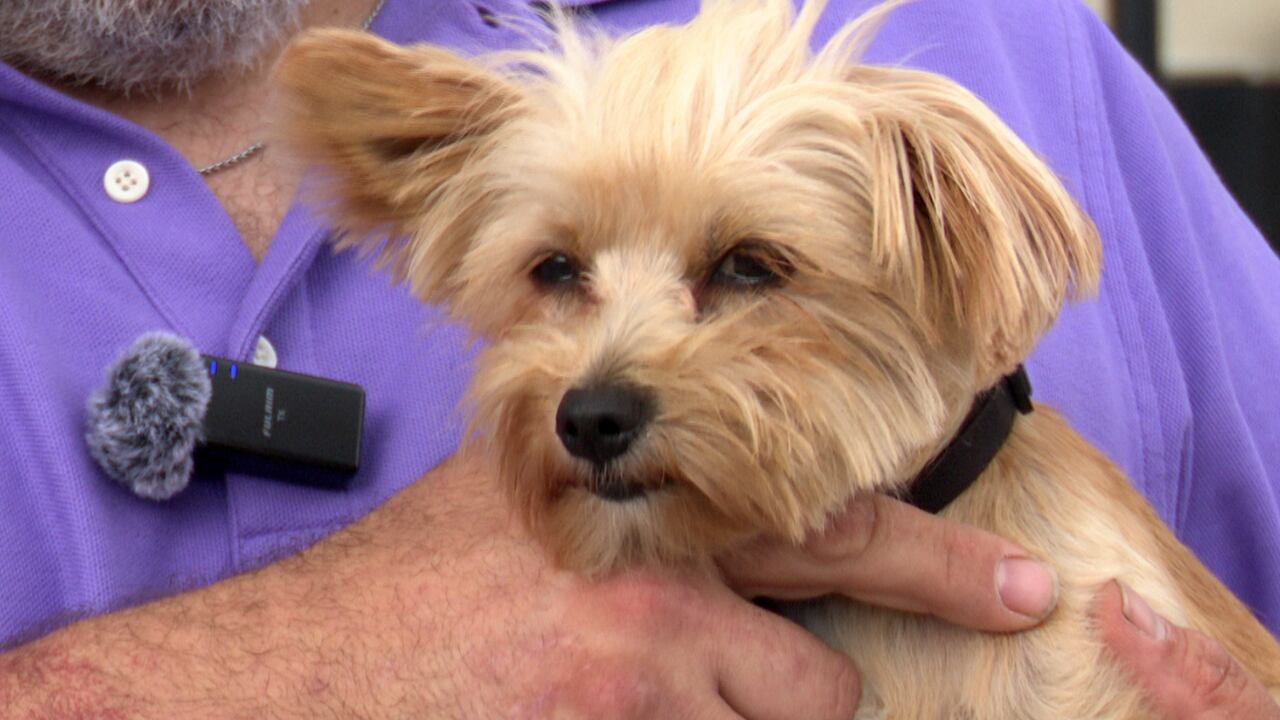Why a legal snag is keeping the North Augusta pet shelter crowded
