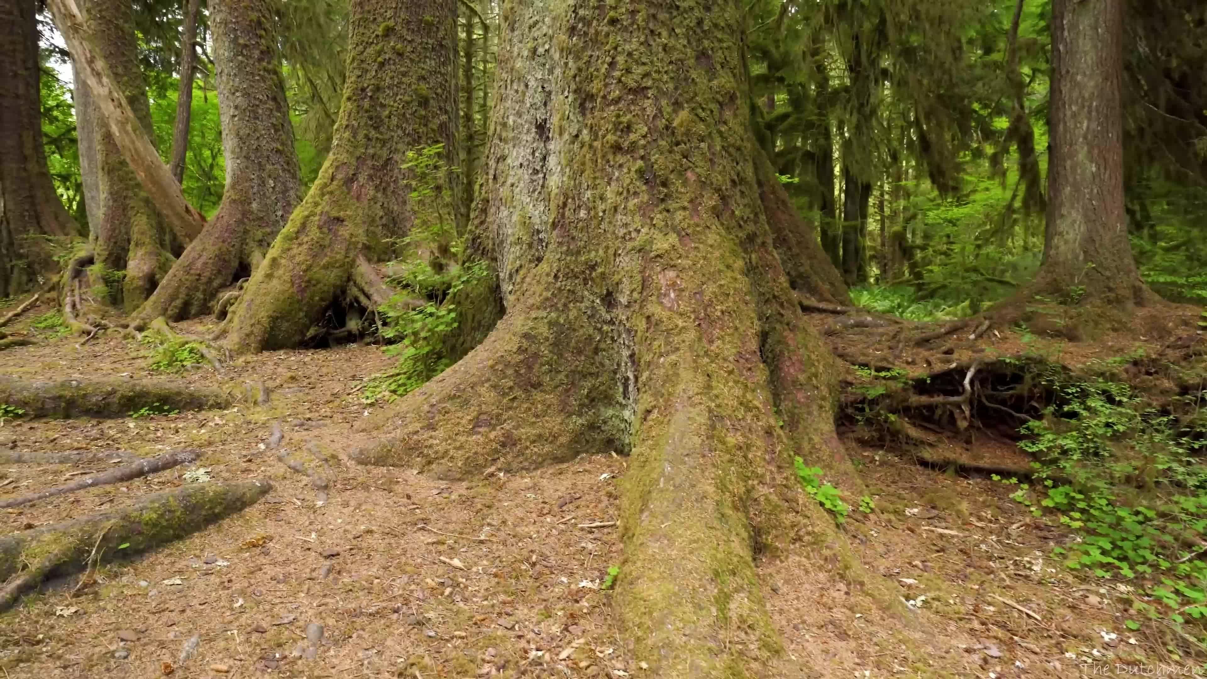 Hoh Rain Forest Trail Guide – Olympic National Park, WA (4K)