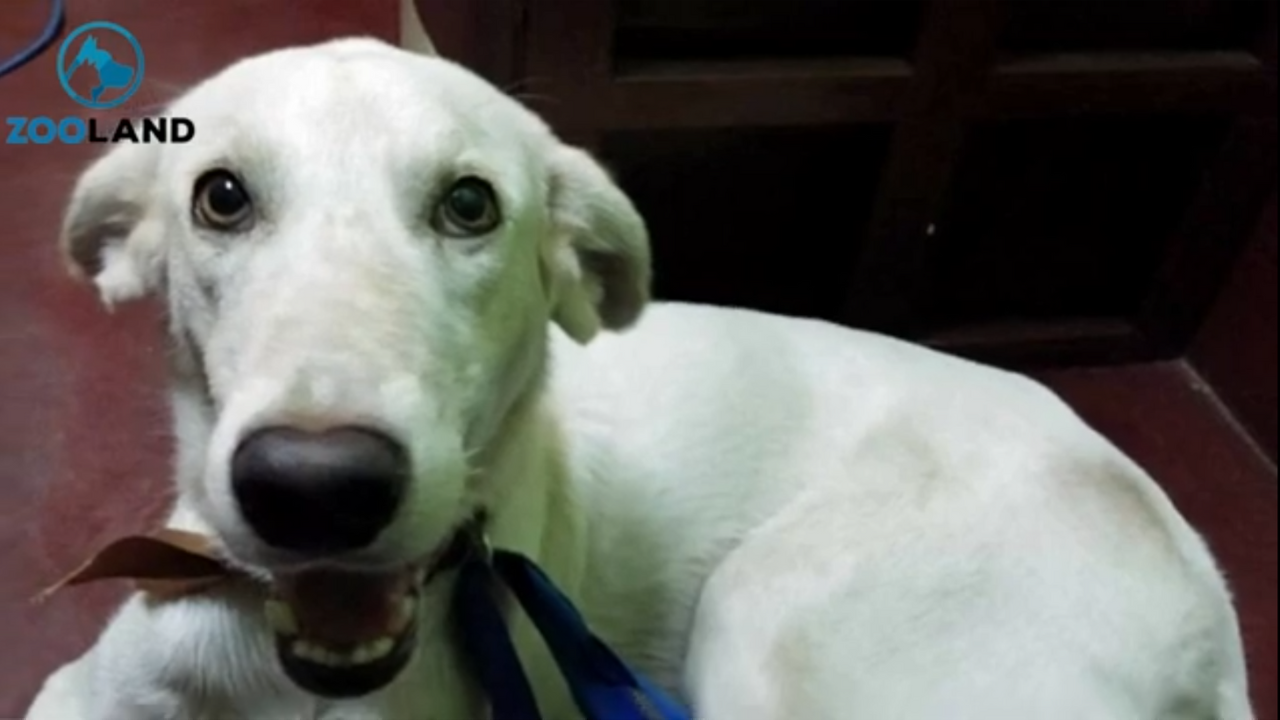 Starving Dog Is Ignored By Everyone Until A Lady Shows Up And Changes ...