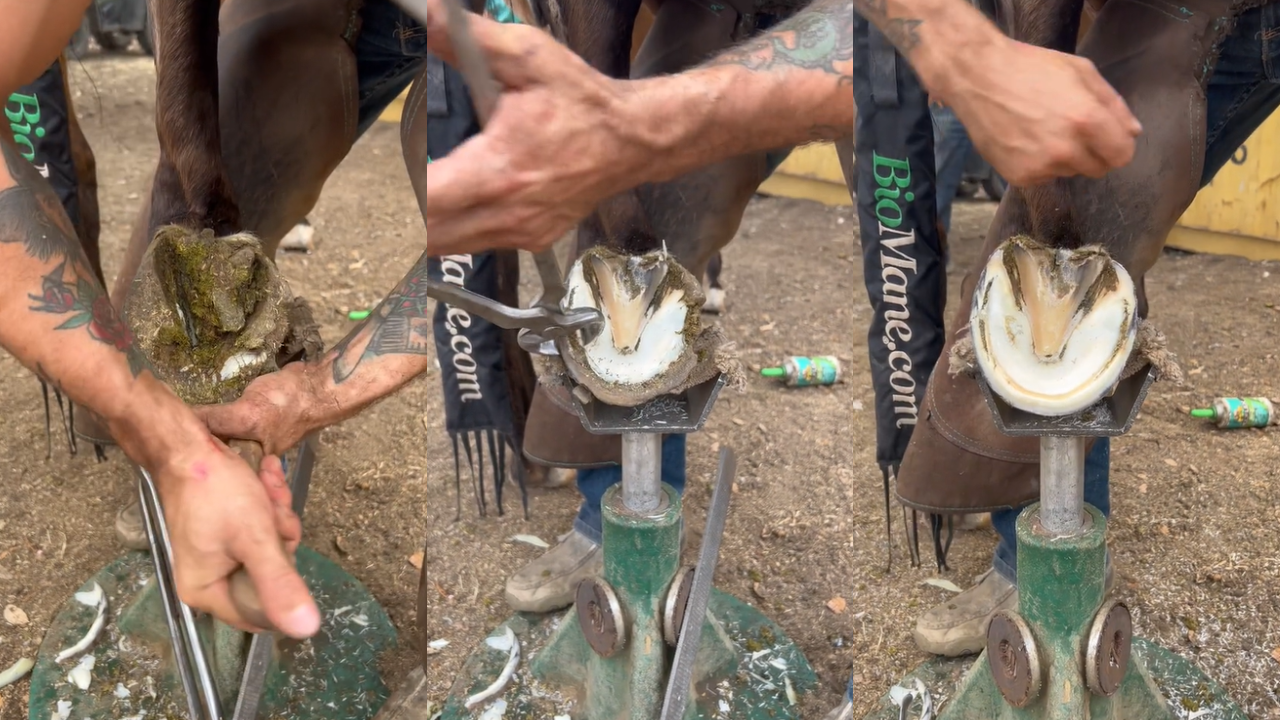 Trimming a Horse’s Hoof