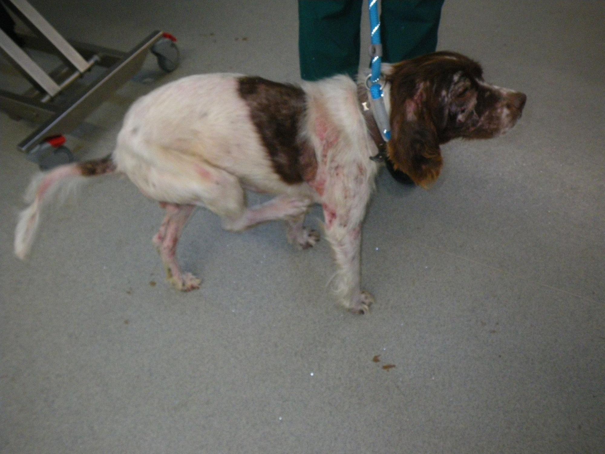 271 acts of animal cruelty reported in Bucks as RSPCA recovered self ...