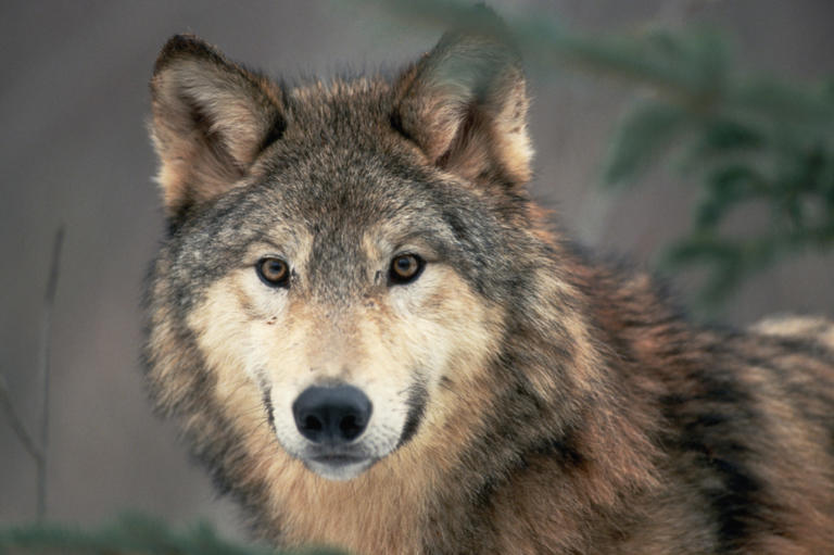 300+ Wolf Names and Meanings (From Alaska to Zion)