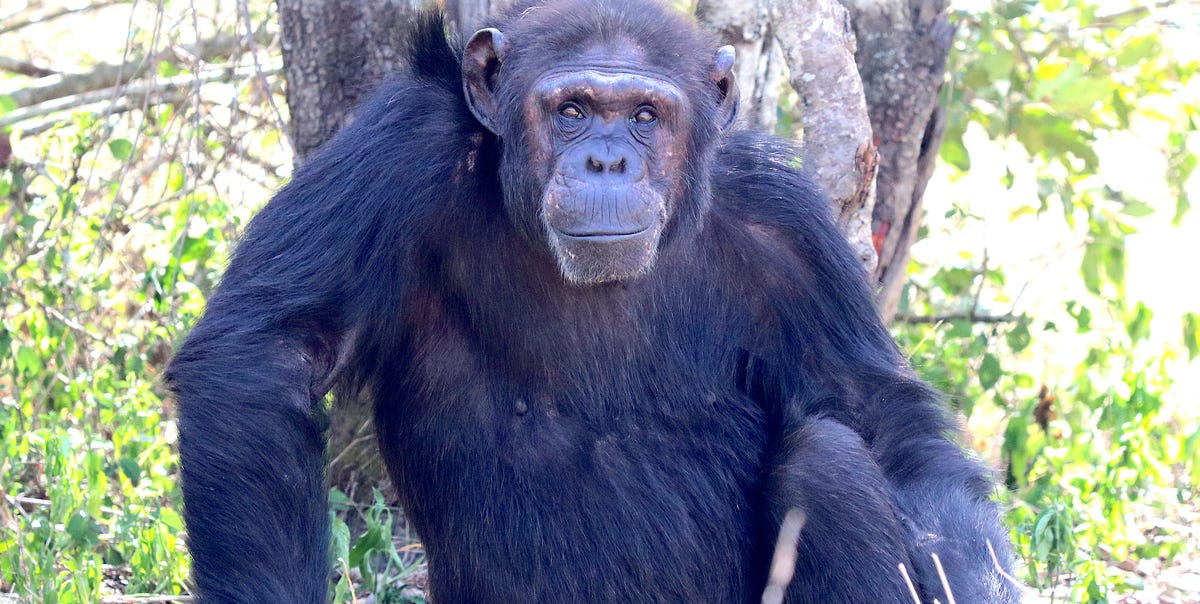 This Is How Strong Chimps Actually Are, According to Science