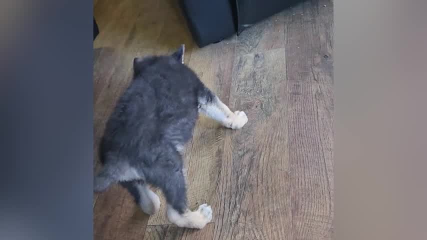 German Shepherd Puppy Born With Dwarfism