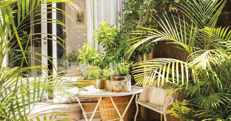 Acer campestre: cuidados, características y usos del arce menor