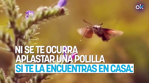 Ni se te ocurra aplastar una polilla si te la encuentras en casa: este ...