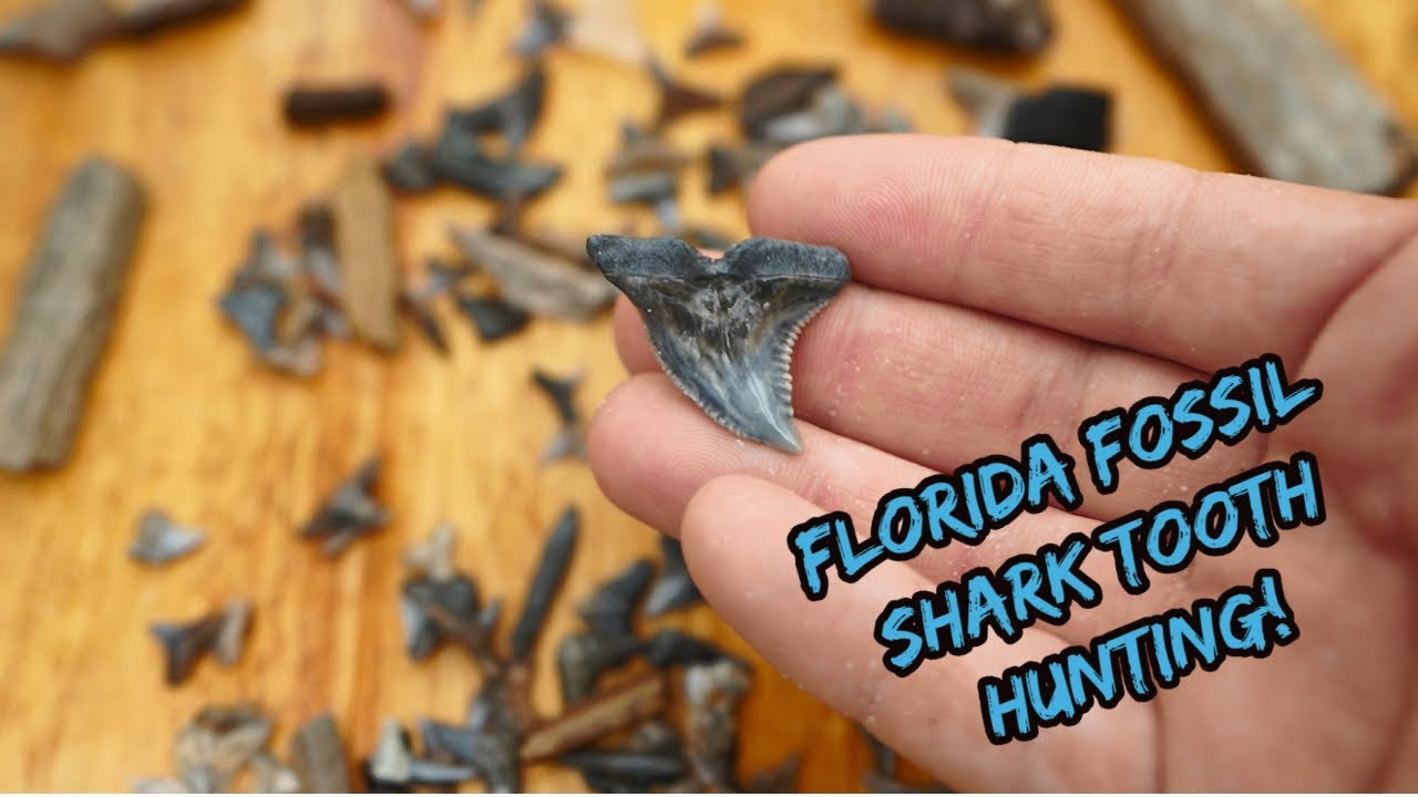 Florida fossil shark tooth hunting | On the hunt for megalodon teeth!