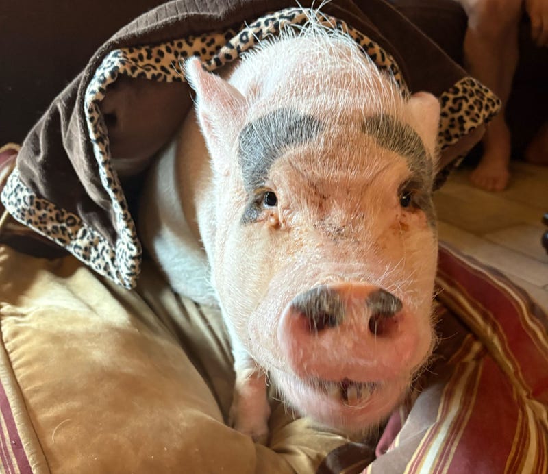 Adams says ailing emotional support pig Lucy can stay in NYC for ...
