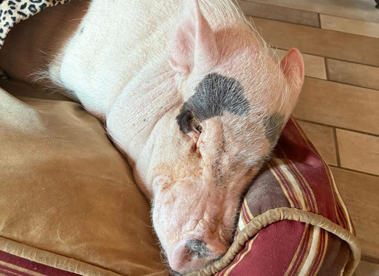 Adams says ailing emotional support pig Lucy can stay in NYC for ...