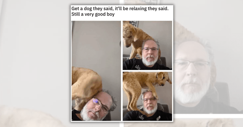 22 Wholesome Memes of Doggos Being Wonderfully Weird