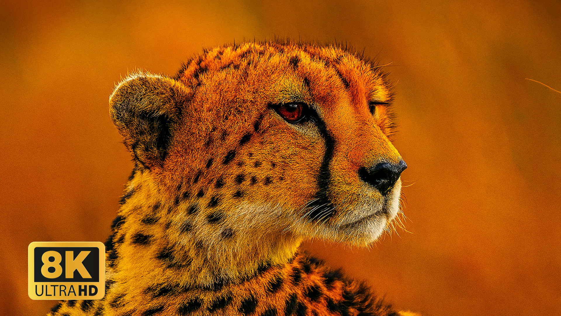 Dolby Vision™ 12K HDR at 240FPS – ULTRA HD Wildlife Masterpiece (8K Video)