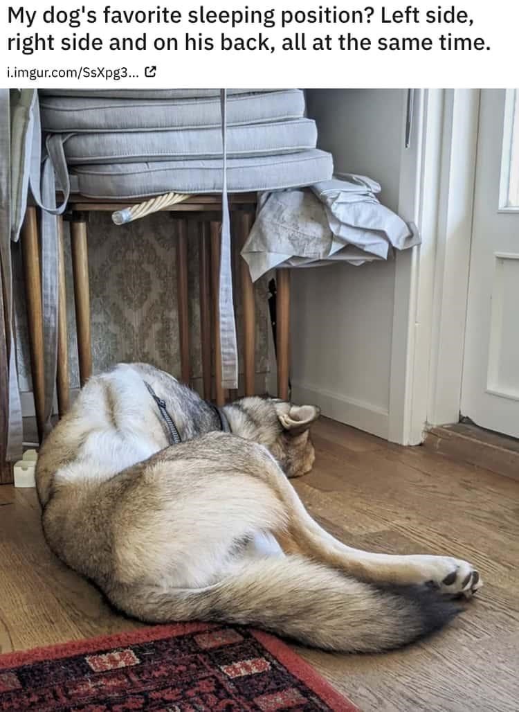 22 Wholesome Memes of Doggos Being Wonderfully Weird