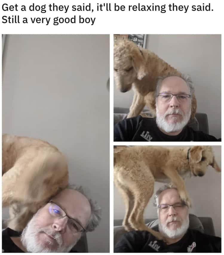 22 Wholesome Memes of Doggos Being Wonderfully Weird