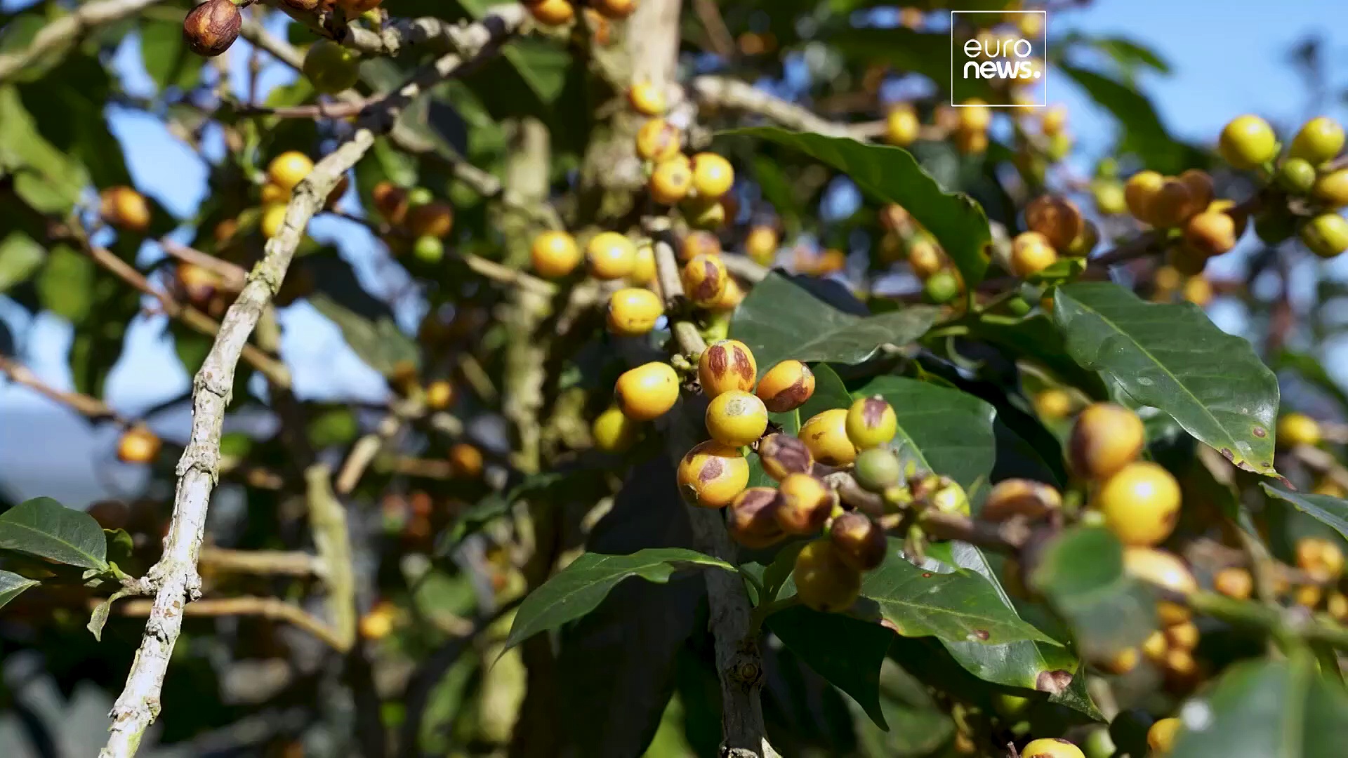 Watch: Why Costa Rica's eco-friendly coffee culture is thriving