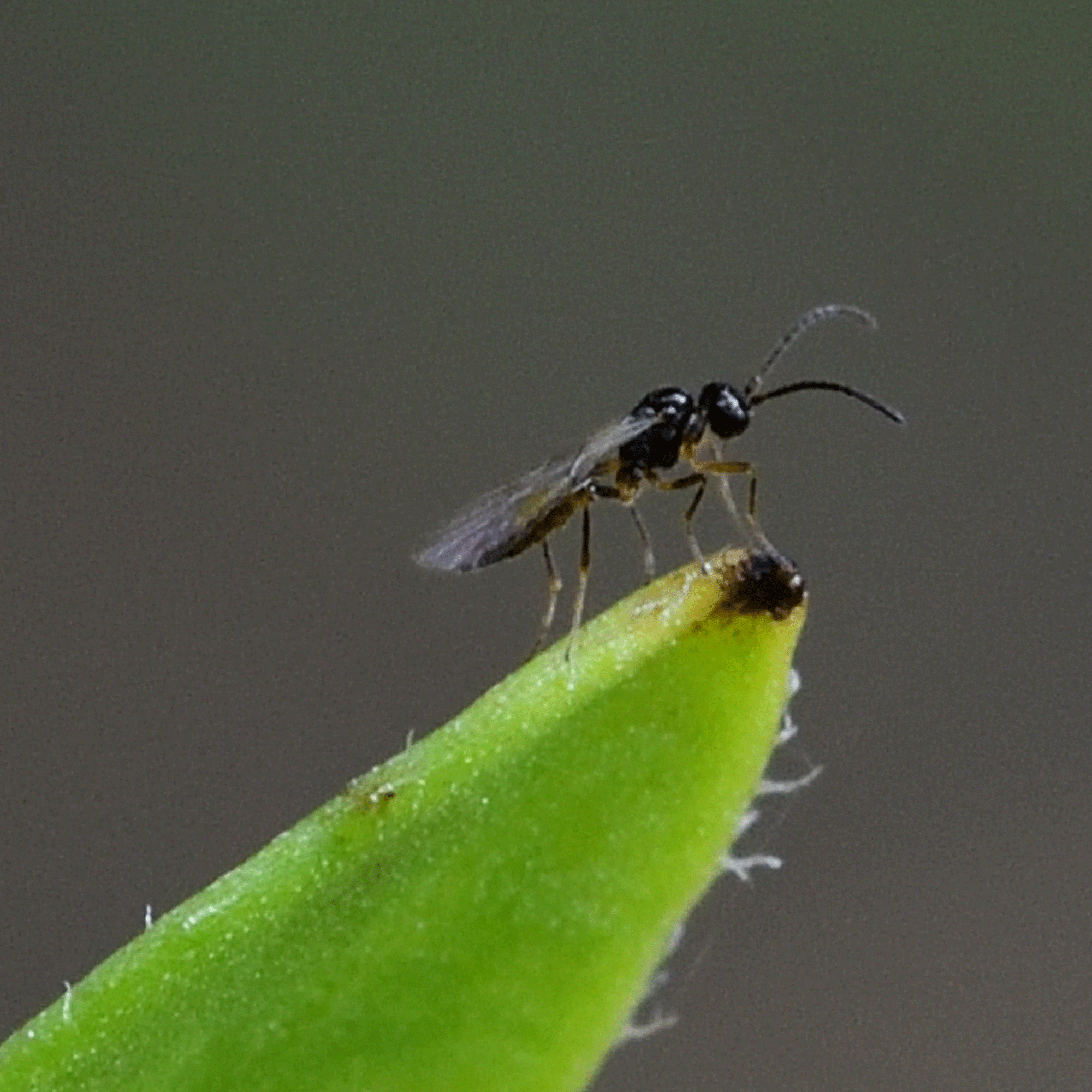 It's officially flying ant season – experts share how to get rid of ...