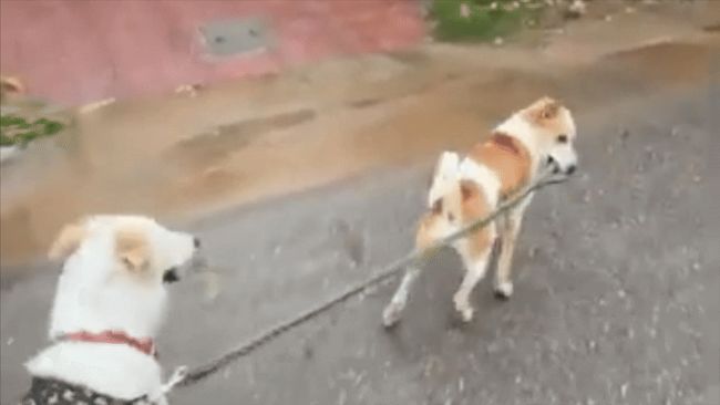 Friendly Stray Dog Leads Pet Dog on a Walk