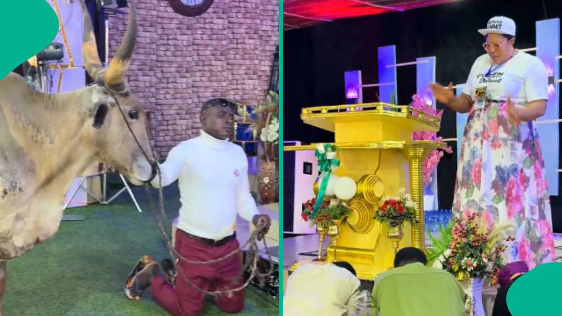 Reactions as man arrives inside church with live cow, video goes viral ...