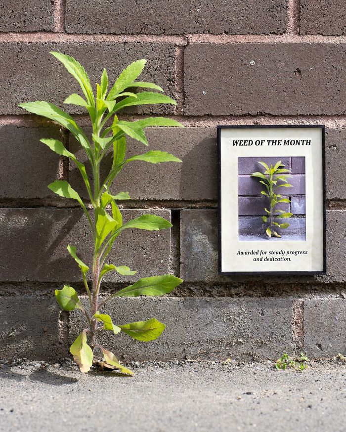 Artist Places Funny Signs In His City And They Look Like Art ...