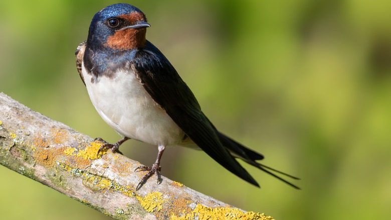 If You Hate Spiders, These Are The Birds You'll Want To Attract To Your ...
