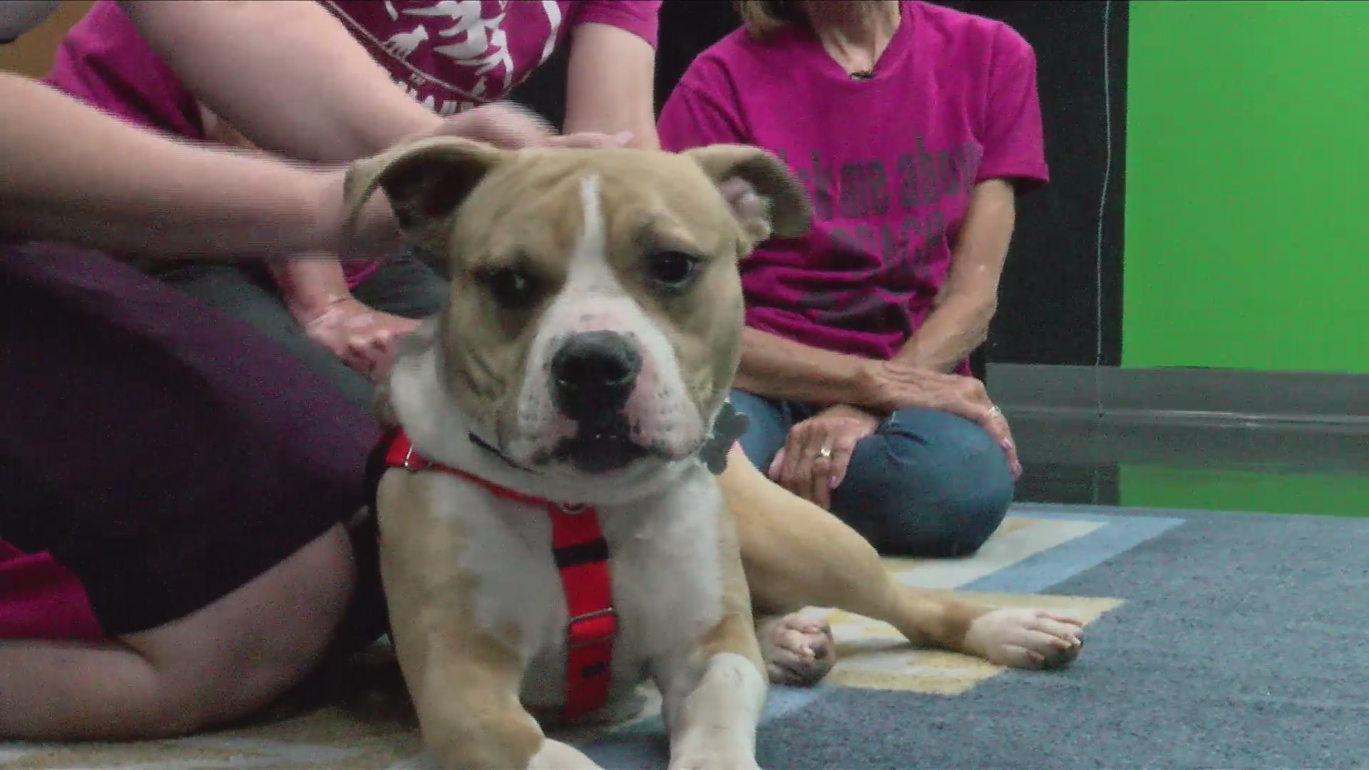 Furry Friends - Meet Terry!