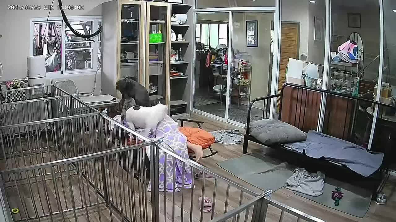 French bulldogs mob owner causing her to topple from chair