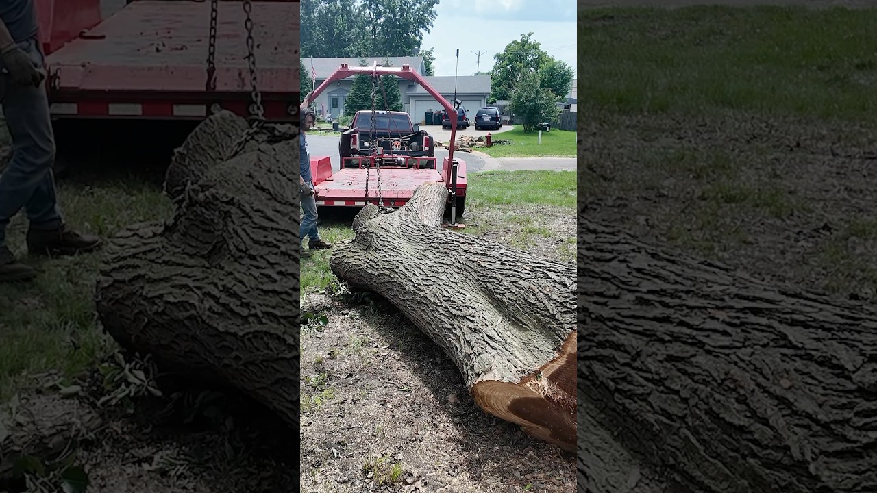 Picking up an American elm log