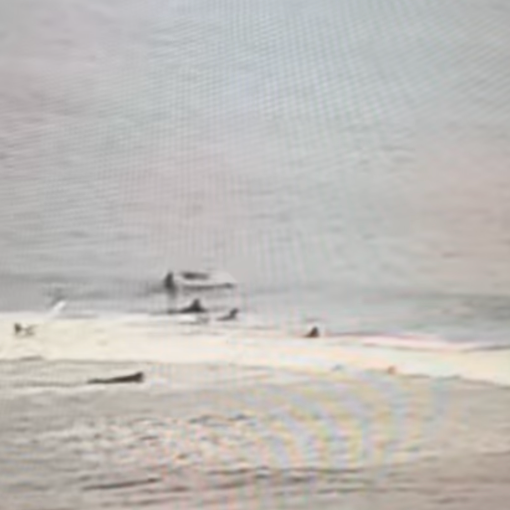 Video shows airborne shark hitting surfer's face in Florida