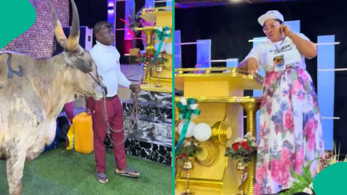 Reactions as man arrives inside church with live cow, video goes viral ...