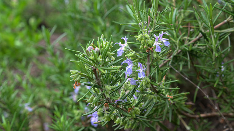 Should You Grow Rosemary In The Ground Or In Containers? Here's The ...