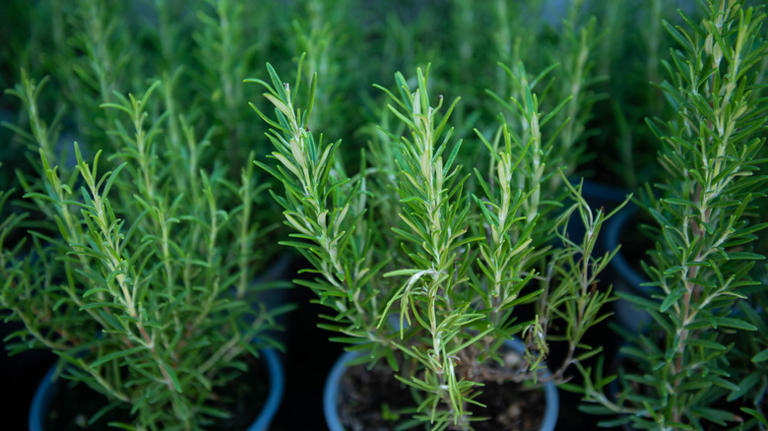 Should You Grow Rosemary In The Ground Or In Containers? Here's The ...