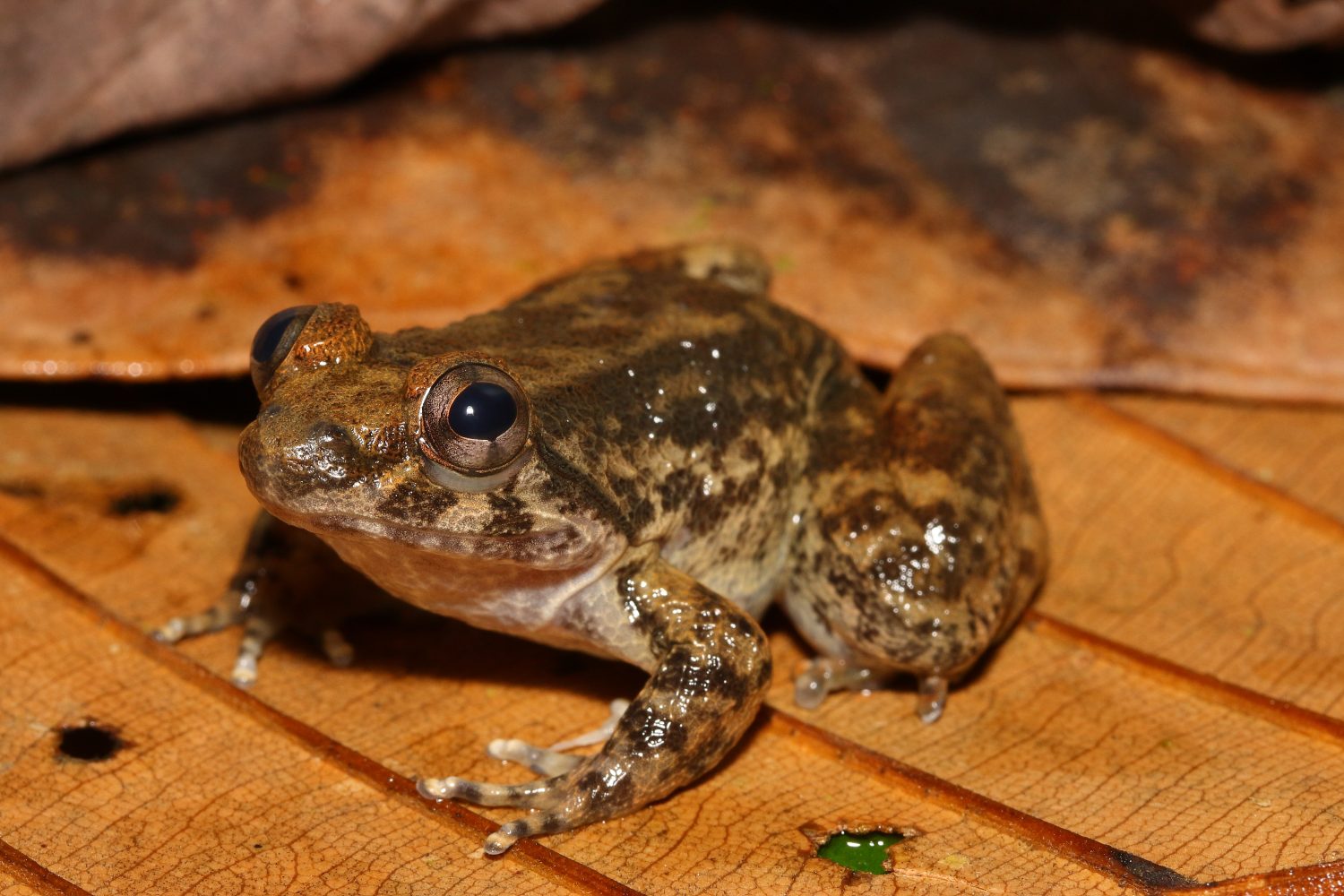 These Frogs Have Fangs and Hunt in Pairs Like Velociraptors