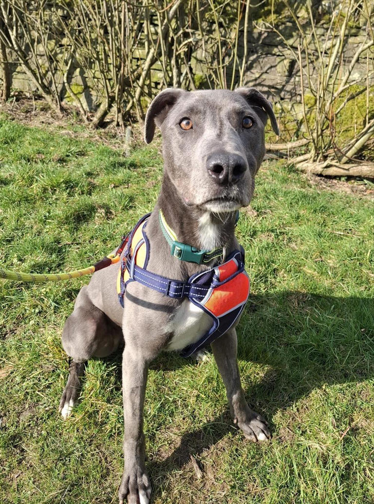 Dog adoption: 26 precious pups at Bleakholt Animal Sanctuary looking ...