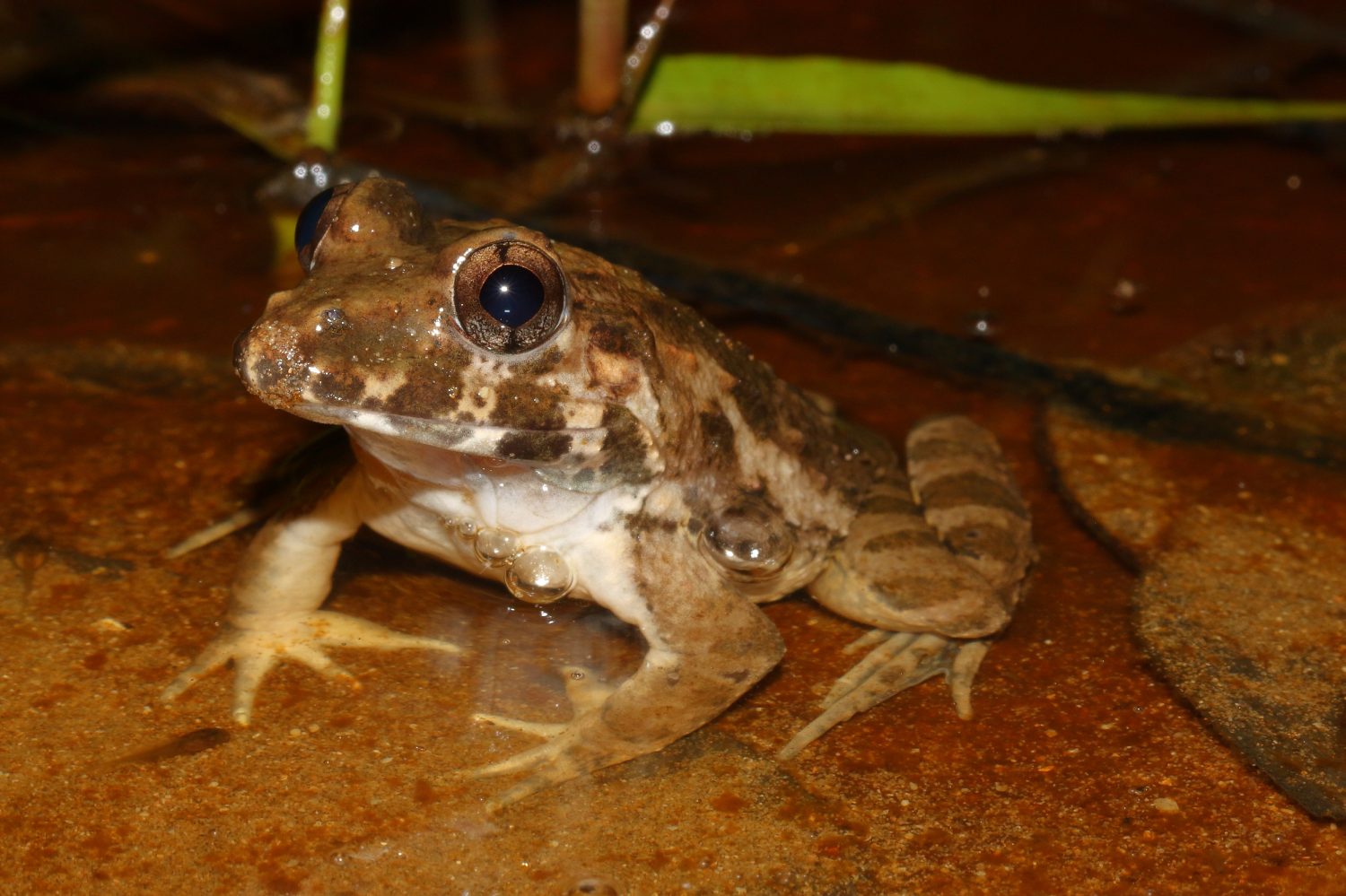 These Frogs Have Fangs and Hunt in Pairs Like Velociraptors