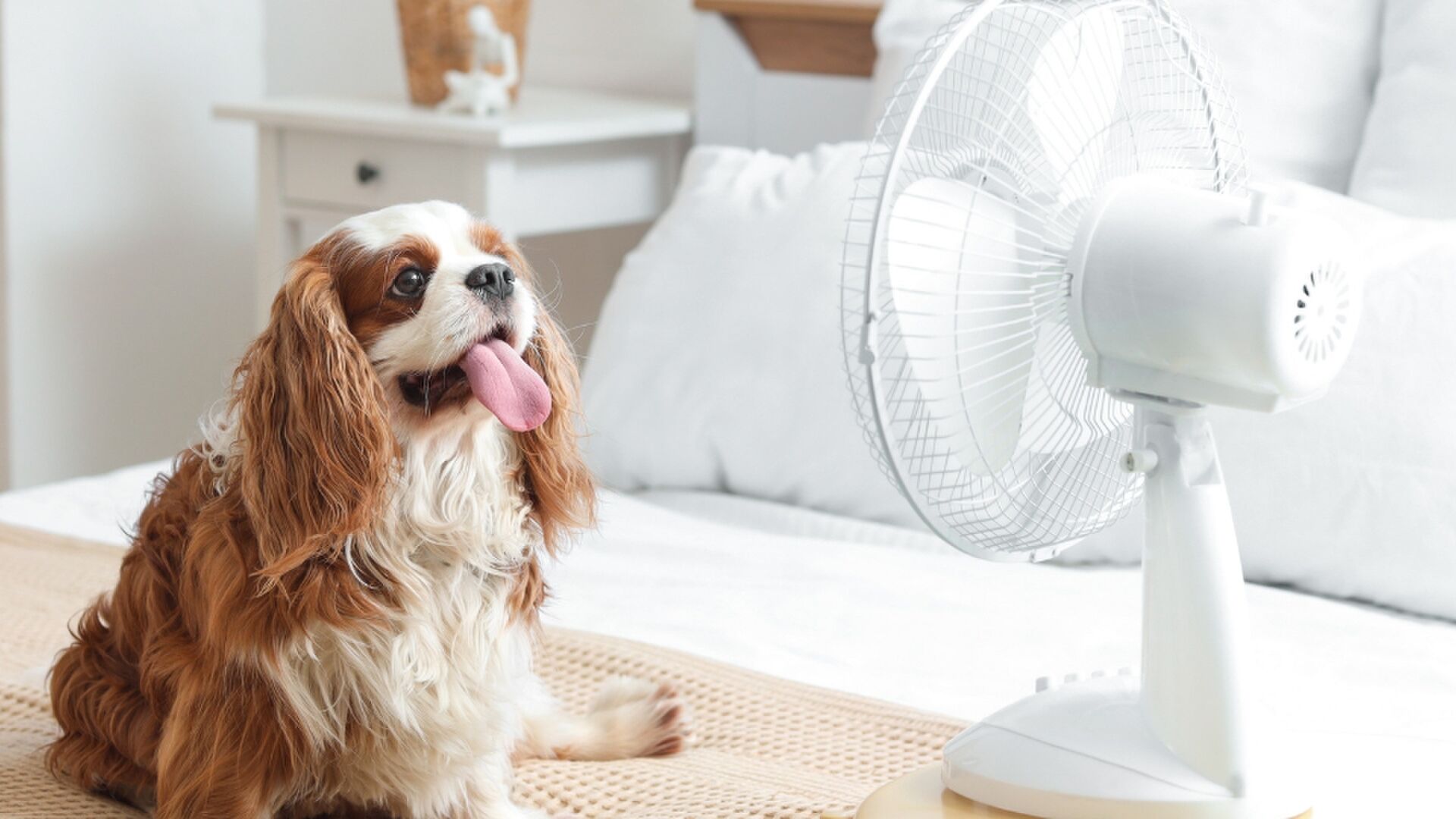 Kan het kwaad om m’n ventilator vannacht aan te houden? Voor- en ...