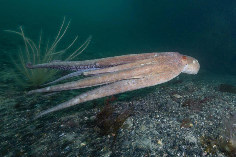 Stunning photos capture rare octopus ‘bloom’ off British coast