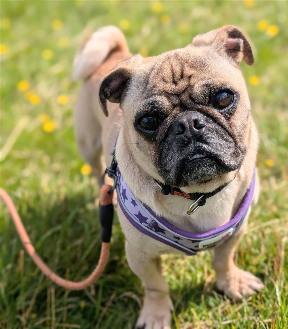 Dog adoption: 26 precious pups at Bleakholt Animal Sanctuary looking ...