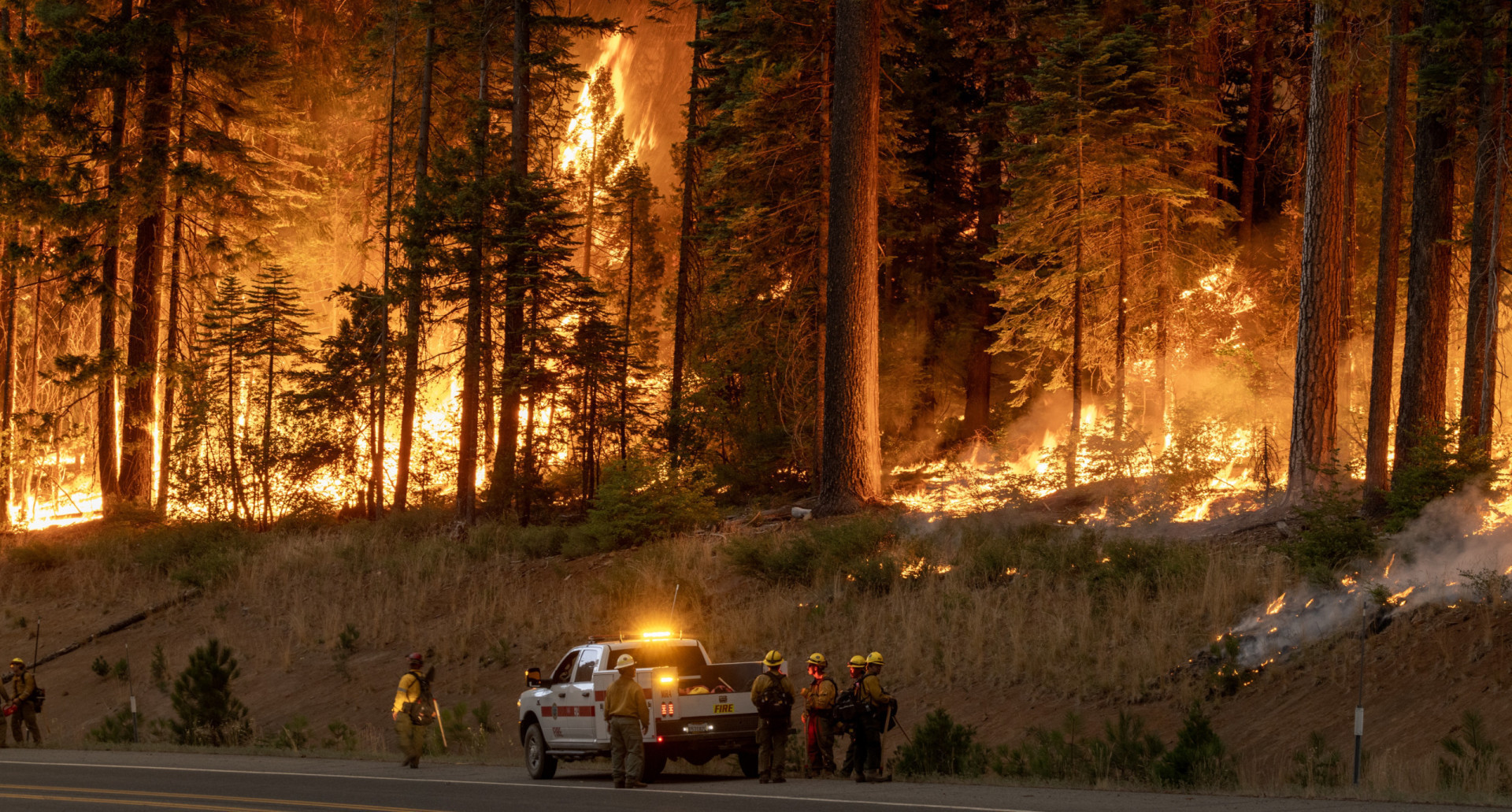 How wildlife survives after a wildfire