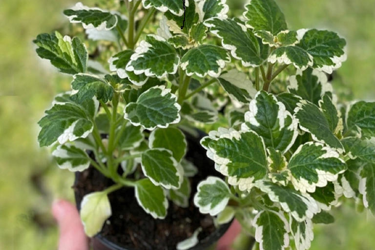 Todos los beneficios, propiedades y cuidados de la planta de incienso ...