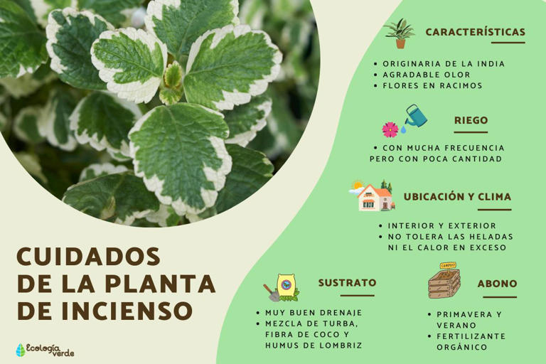 Guía completa de la planta de incienso: cuidados, propiedades y usos en ...
