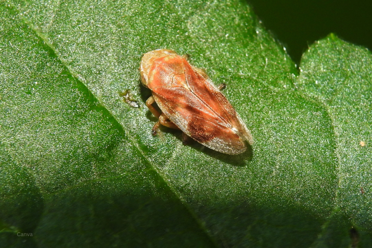 14 Creatures That Don’t Just Jump, They Practically Teleport