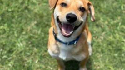 Dallas Animals Services launches "Mission Pawsible" in effort to help ...