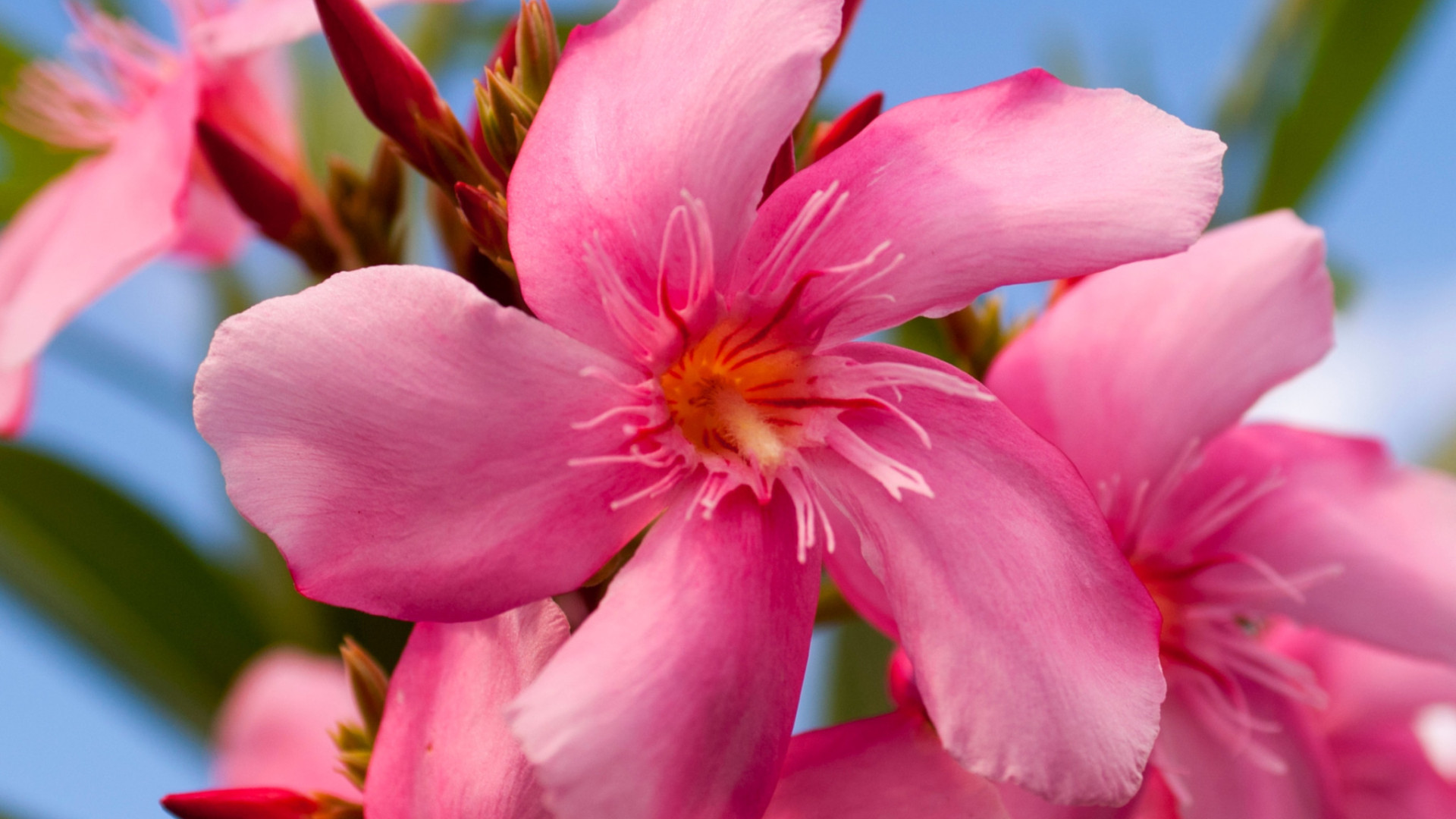 Why is the oleander the flower of Hiroshima?