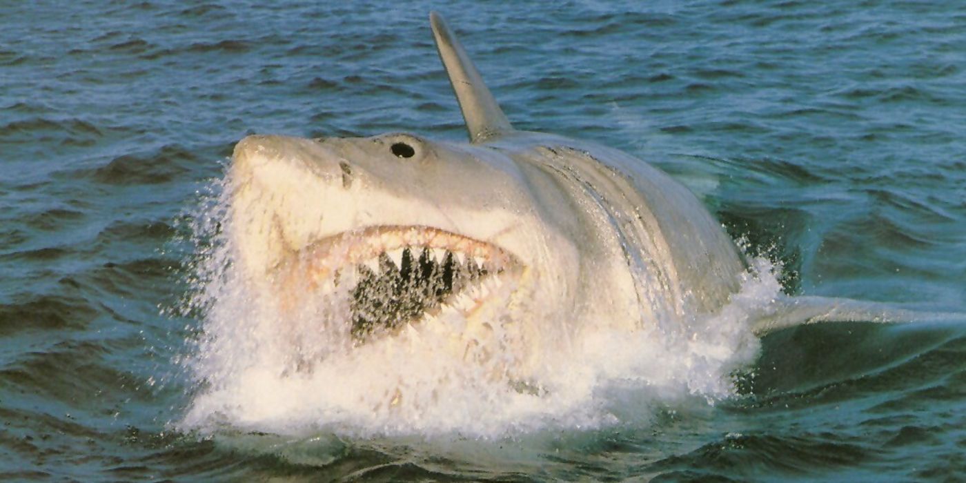 'Jaws' Is Streaming on Netflix, but Are Any of the Sequels Worth Watching?