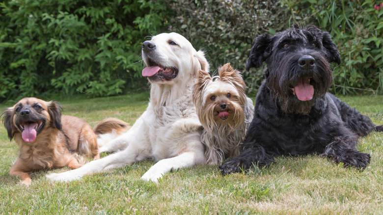 The World's First Therapy Dog Isn't The Breed You Would Expect